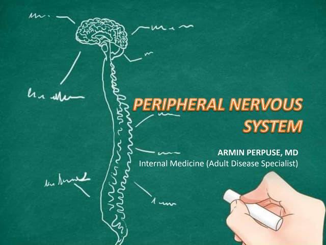 Peripheral Nervous System Pns Pptx 3787