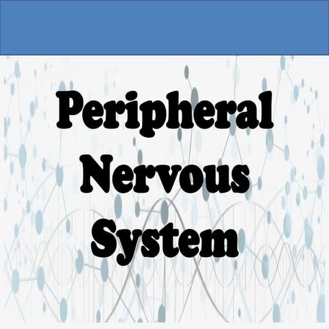 Learning the Peripheral Nervous System.pptx