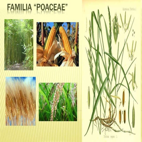 Poaceae | PPTX
