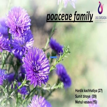 poaceae family.pdf