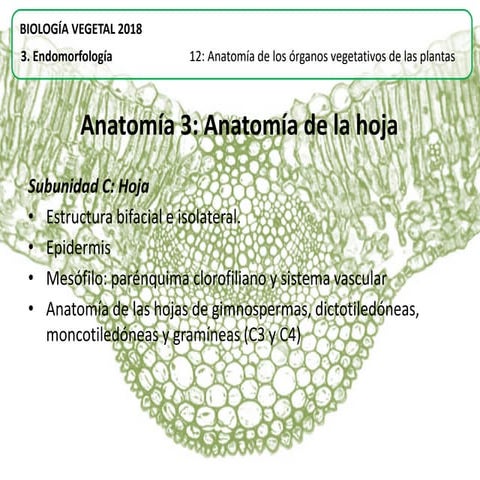 Anatomía De Las Hojas De Las Plantas C3