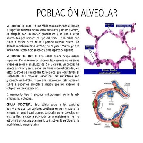 HISTOLOGIA NEUMOCITOS TIPO I Y TIPO II.pptx