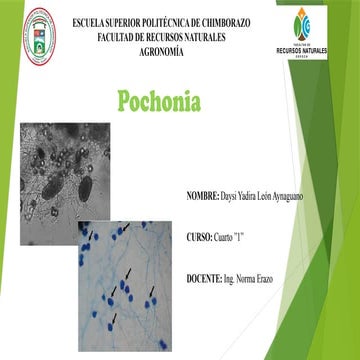 Pochonia El hongo Pochonia chlamydosporia es un parásito facultativo de ...