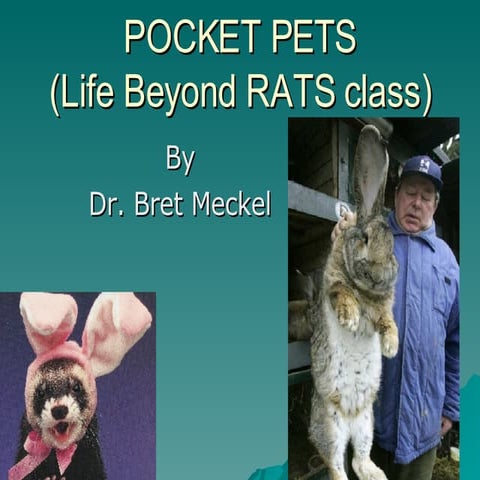 Pocket Pets | PPT | Pets