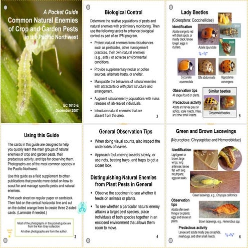 Pocket Guide of Natural Enemies - Laurel Moulton | PDF