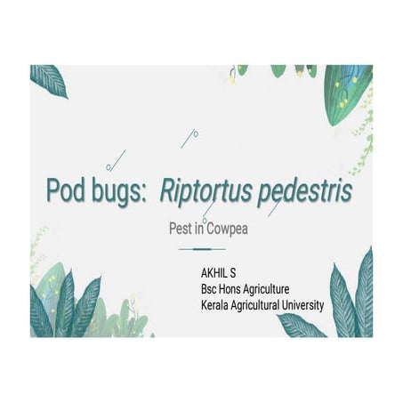 Pod Bug attack and it's management in cowpea. | PPT