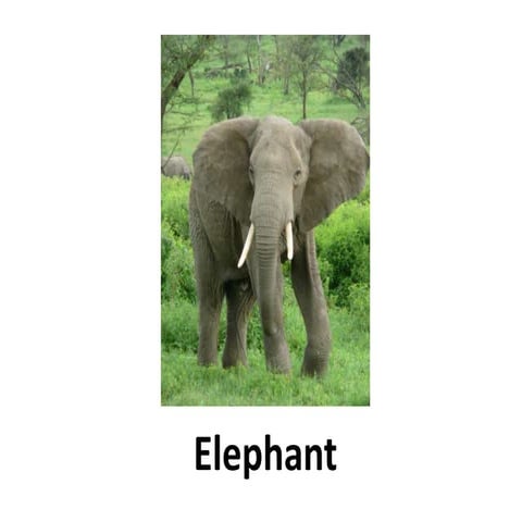 Zoo Animals Podcast | PPTX