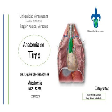 Anatomía De La Glándula Timo