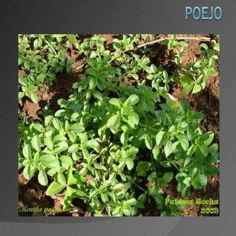 Poejo | PPT
