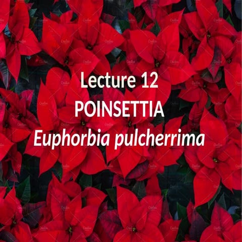 CIRI-CIRI BUNGA POINSETTIA AGRICULTURE.pptx