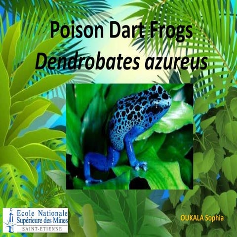 Poison dart frog | PPTX