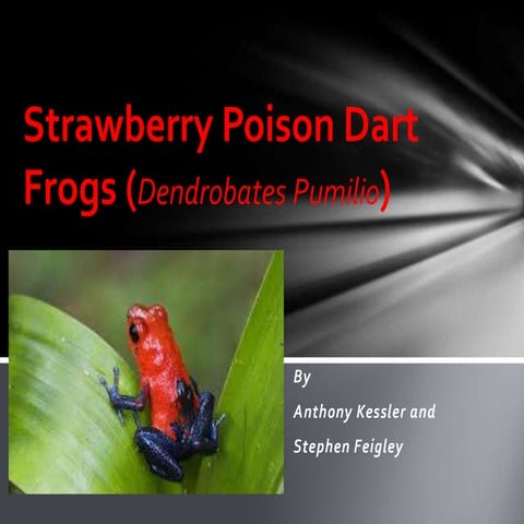 Poison dart frogs | PPTX
