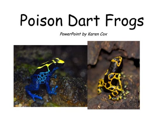 Rainforest Animals | PPT