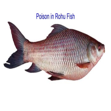 Poison in fish | PPT