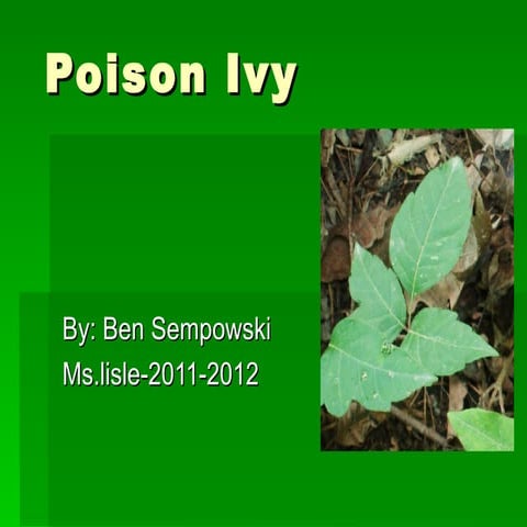 Poison ivy | PPT