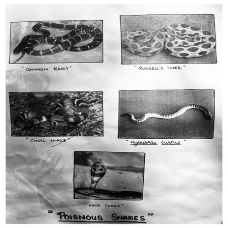 Poisonous And non- poisonous.pdf