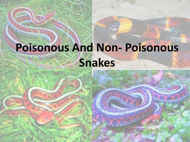 Identification of poisonous snakes | DOCX