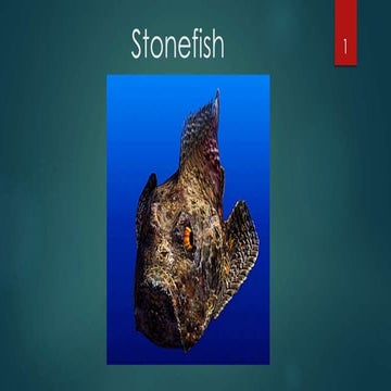 Stonefish | PPTX