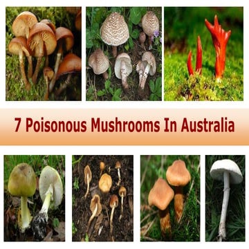Poisonous Mushrooms Making Story In Australia You Should Avoid | PPTX