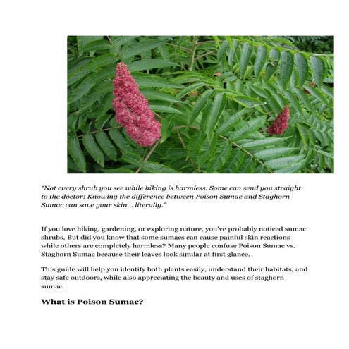 Poison Sumac vs. Staghorn Sumac_ How to Tell Them Apart and Stay Safe.pdf