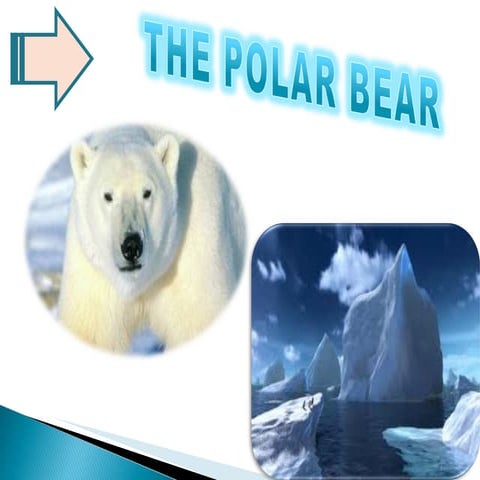 Polar bear | PPT