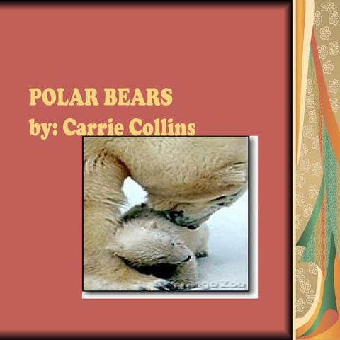 Polar bear | PPT