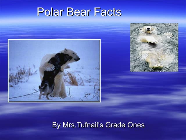 Polar bear ppt | PPT