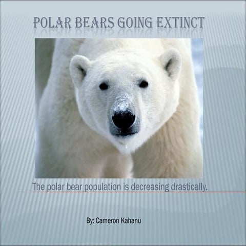 Polar Bear Powerpoint | PPT