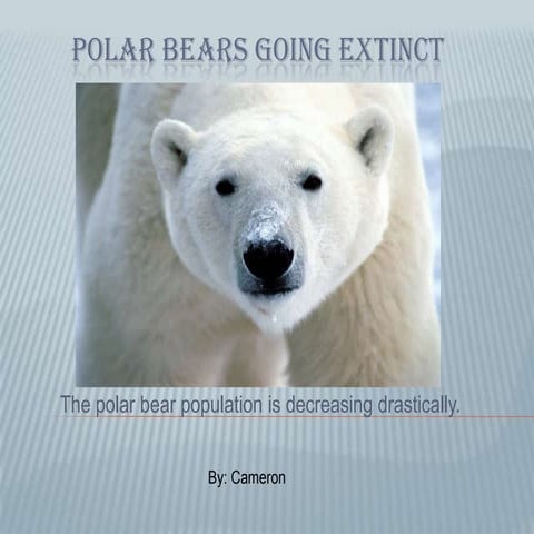 Polar Bear Powerpoint | PPTX