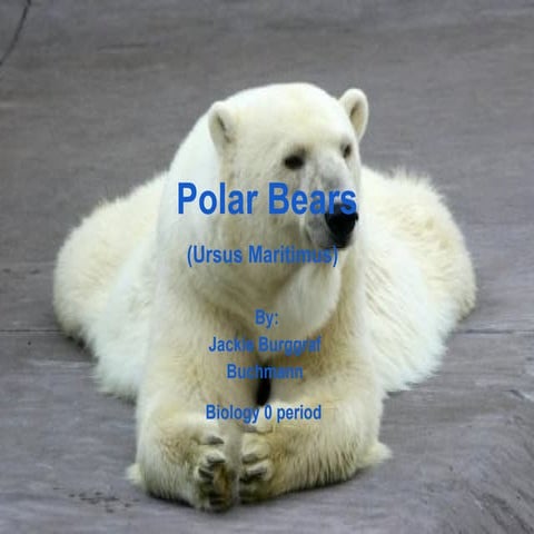 Polar bears | PPT