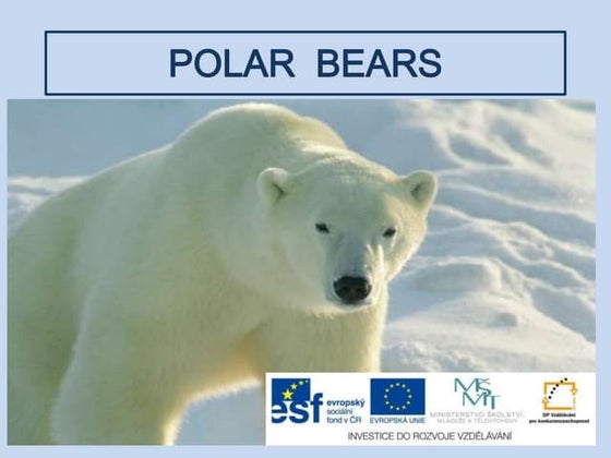Polar bear | PPT