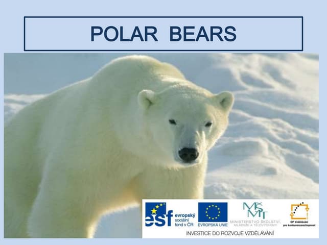 Polar bear | PPT