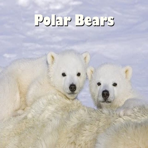 Polar bears | PPT