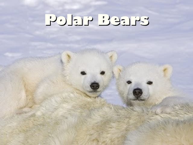 Polar bear ppt | PPT