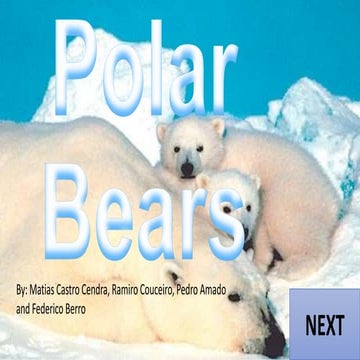 Polar bears and black bears | PPT