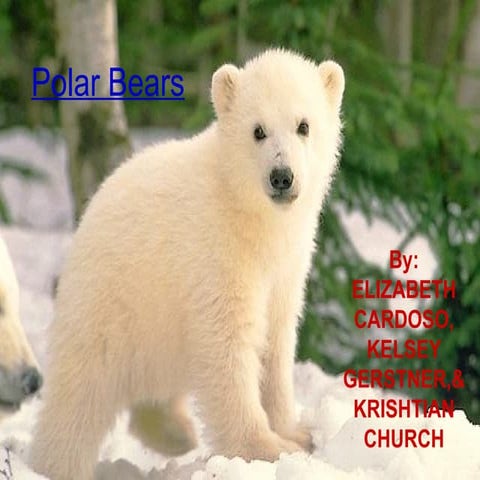 Photo album polar bears presentation | PPTX