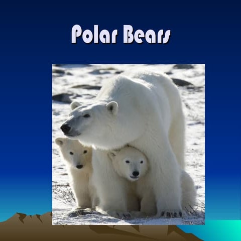 Polar bears by tanner b | PPT