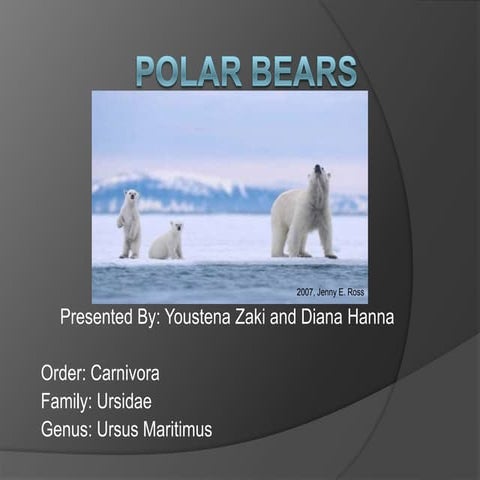 Polarbearsfinal!!!! | PPT