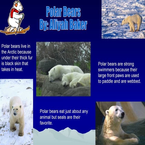 Polar bears | PPT