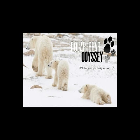 Polar Bear Week | PPT