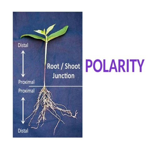 Polarity of the components present in the plant | PPTX