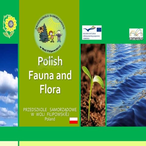 Polish fauna flora | PPT