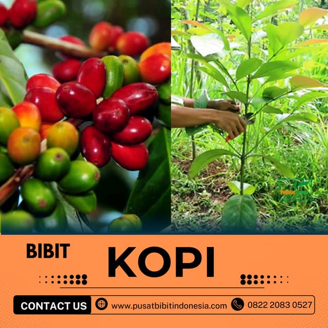 0822 2083 0527 ( Tsel ) Petani Bibit Kopi, Bibit Kopi Arabika Ateng ...
