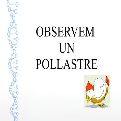 Dissecció d'un pollastre | ODP