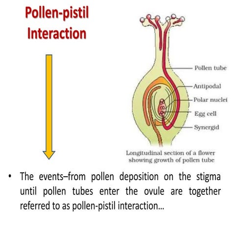 Pollen pistil interaction, Self Compatibility, Pollen grain rejection ...