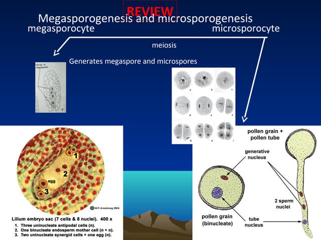 Pollen germination under microscope | PPTX