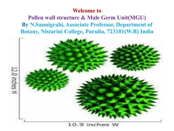 Synergids And Its Functions Reproductive Biology Of Angiosperms Ppt