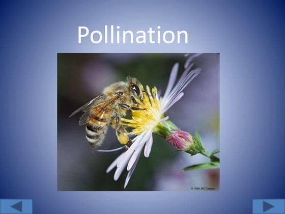 Pollination | PPTX