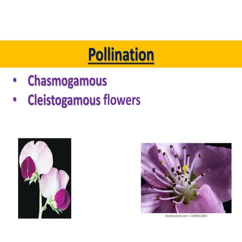 Pollination/class 12 biology | PPTX