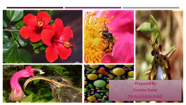 Pollination/class 12 biology | PPTX